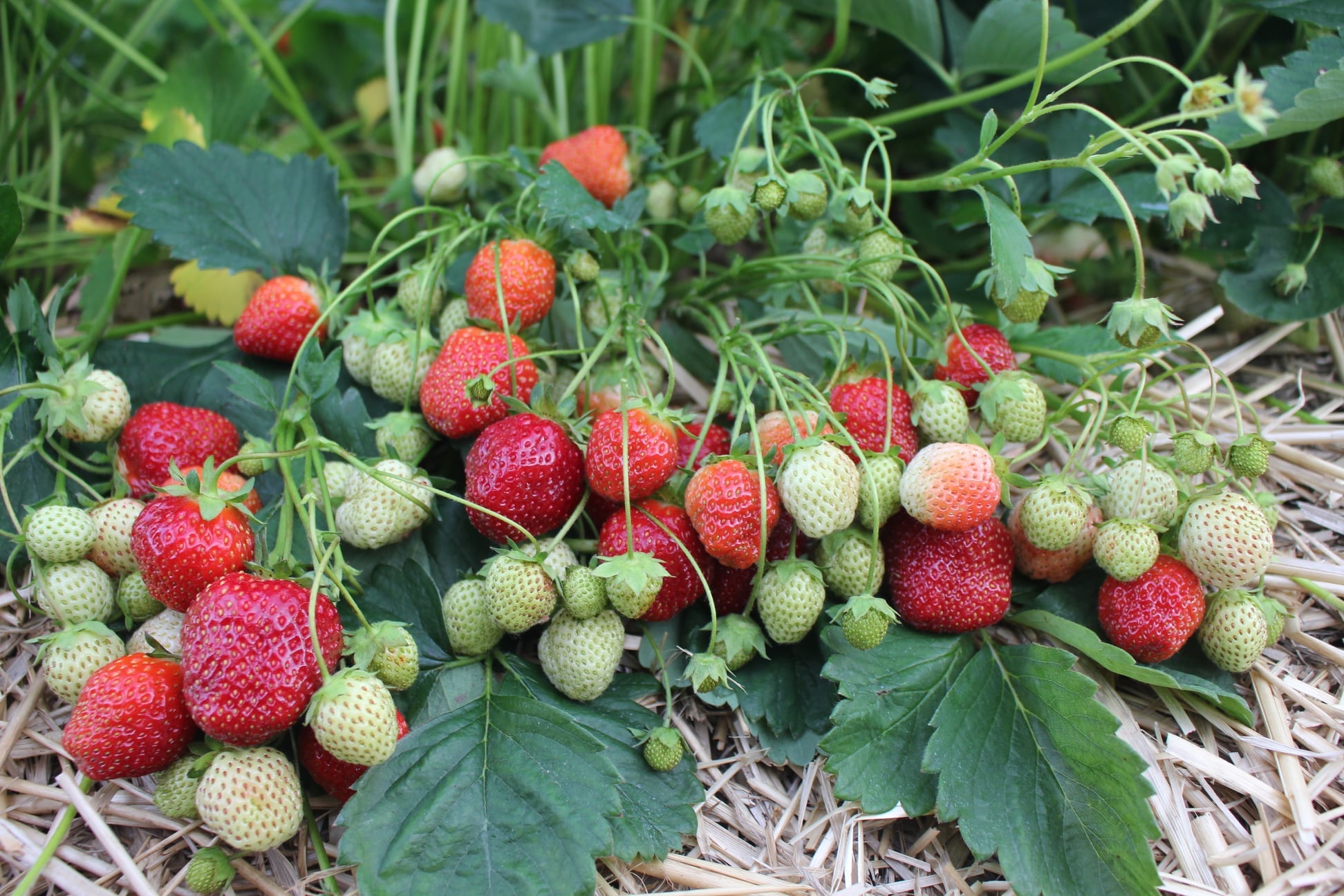 Fall 2022: June-Bearing Strawberry Nutrition – Nourse Farms