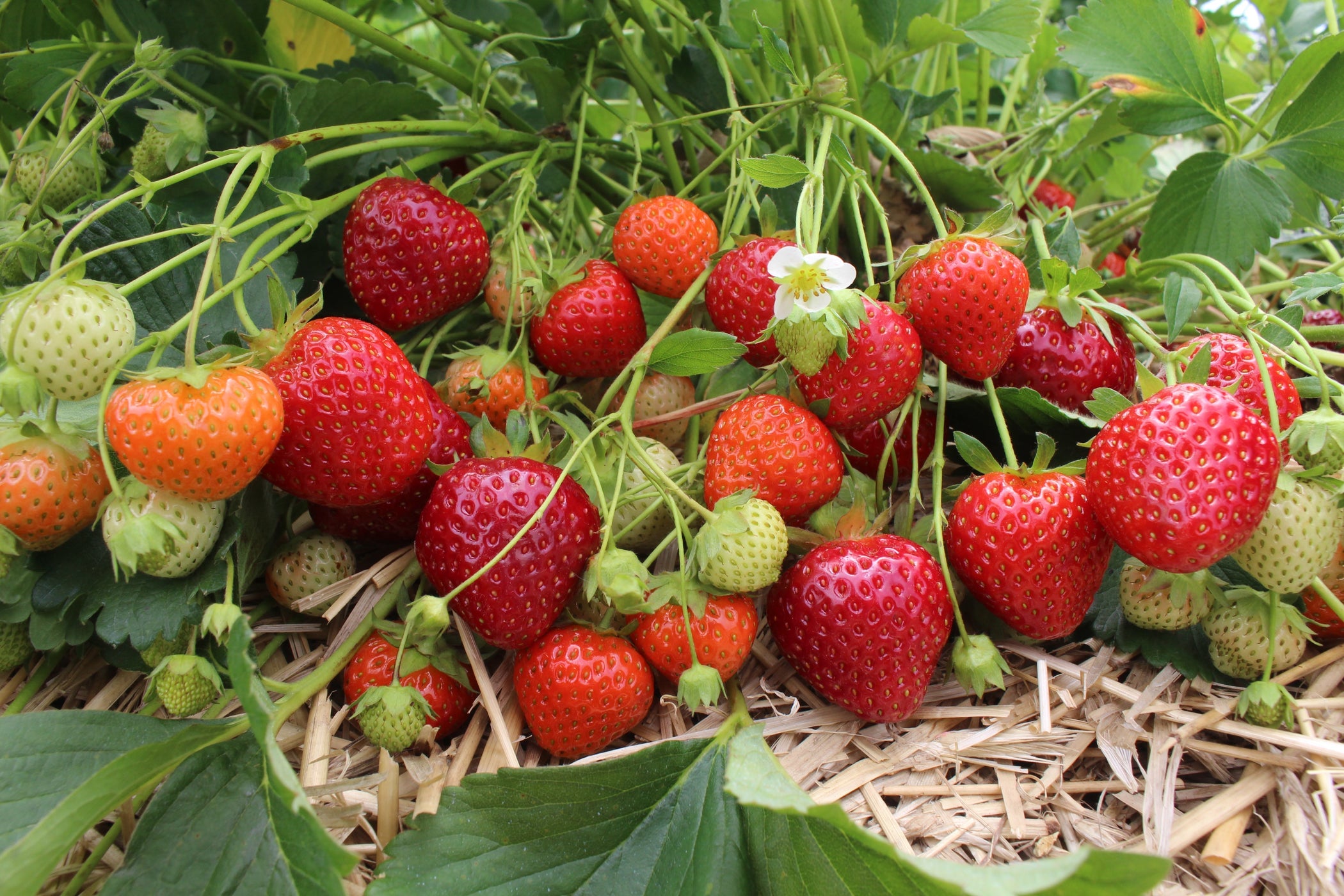 Five Reasons to Grow Your Own Strawberries – Nourse Farms