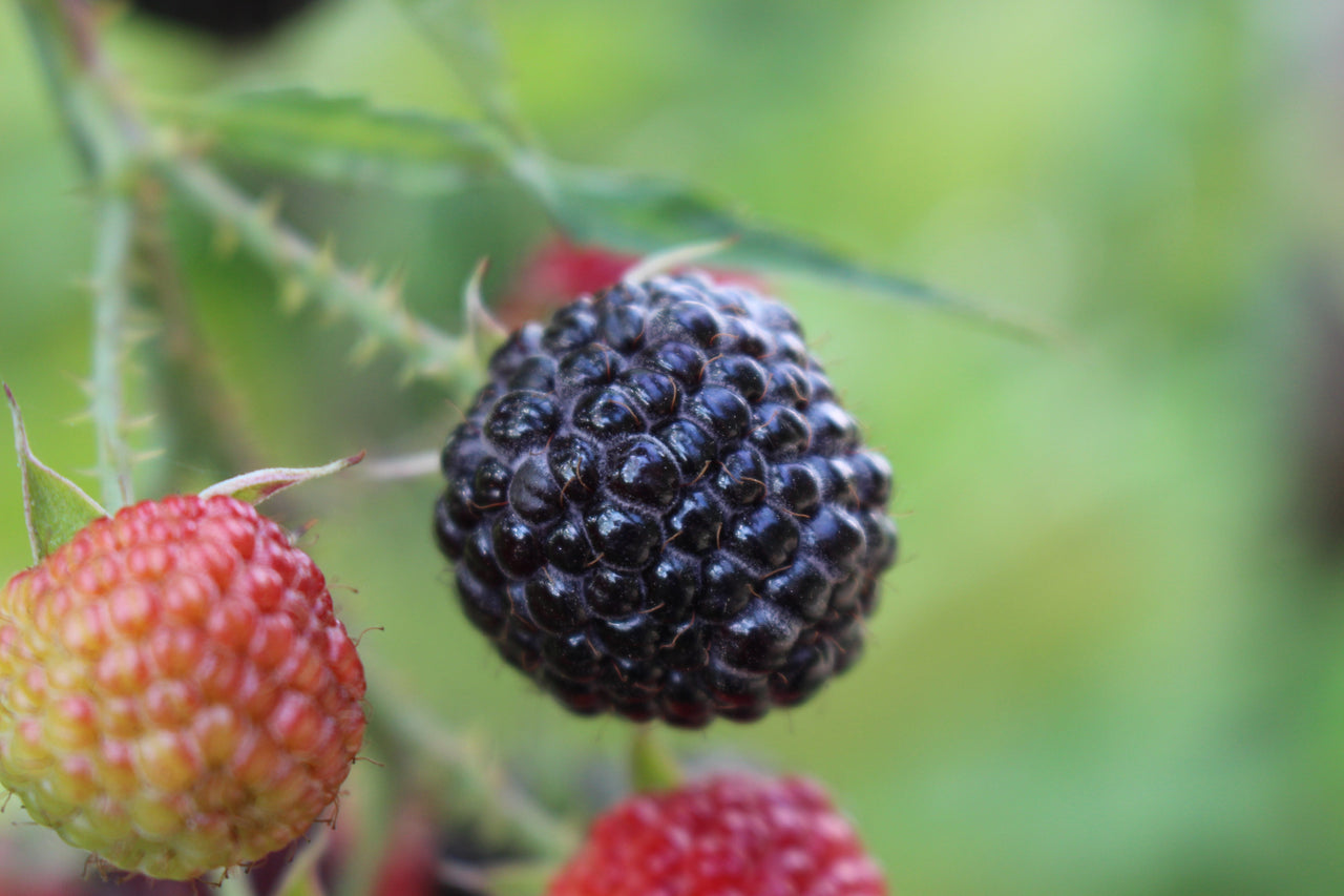 Three Reasons Why Nourse Farms Loves Black Raspberries