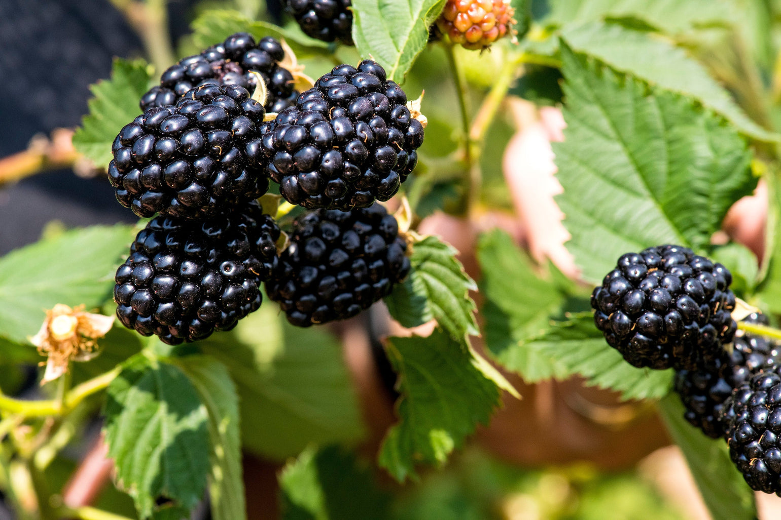 Five Reasons to Grow Your Own Blackberries – Nourse Farms