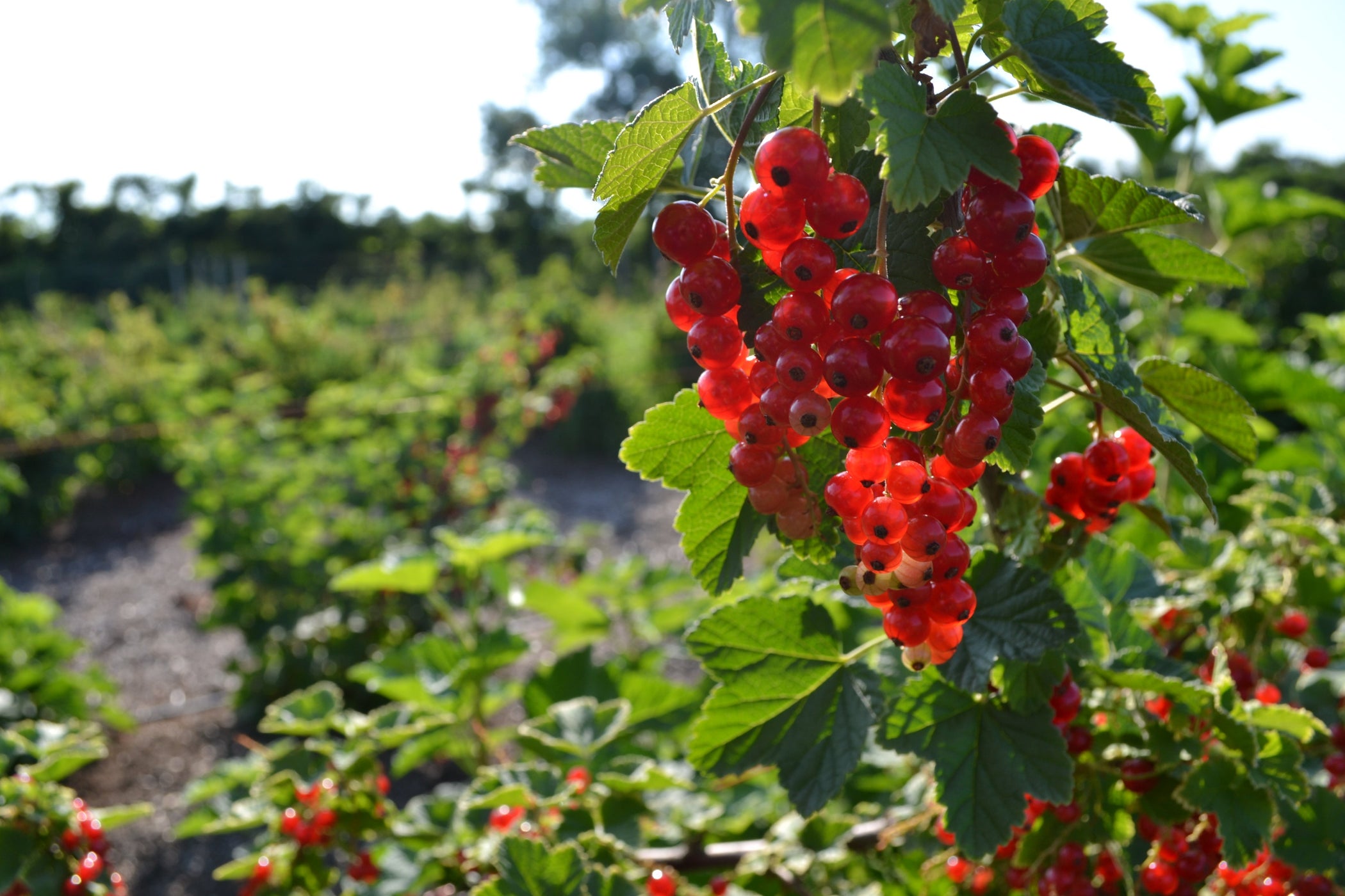 Adding "Unusual Fruits" to Your Garden – Nourse Farms