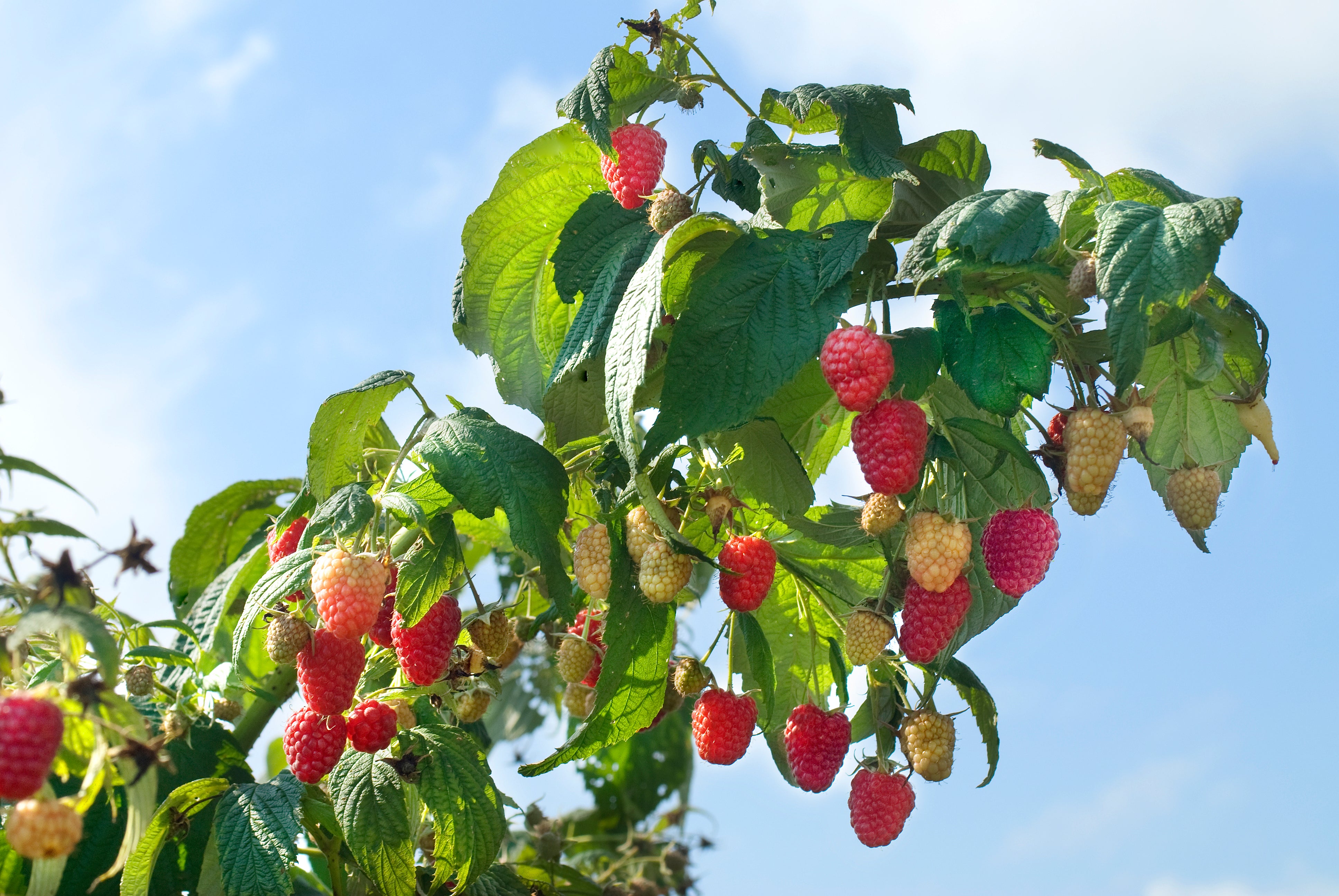 Fall 2023: The Ins and Outs of Primocane/Fall-Bearing Raspberry Produc ...