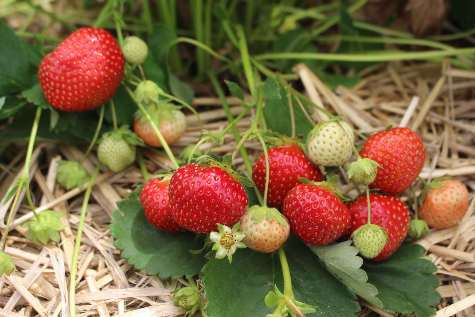 Fall 2023: Strawberry Varieties and Their Performance – Nourse Farms
