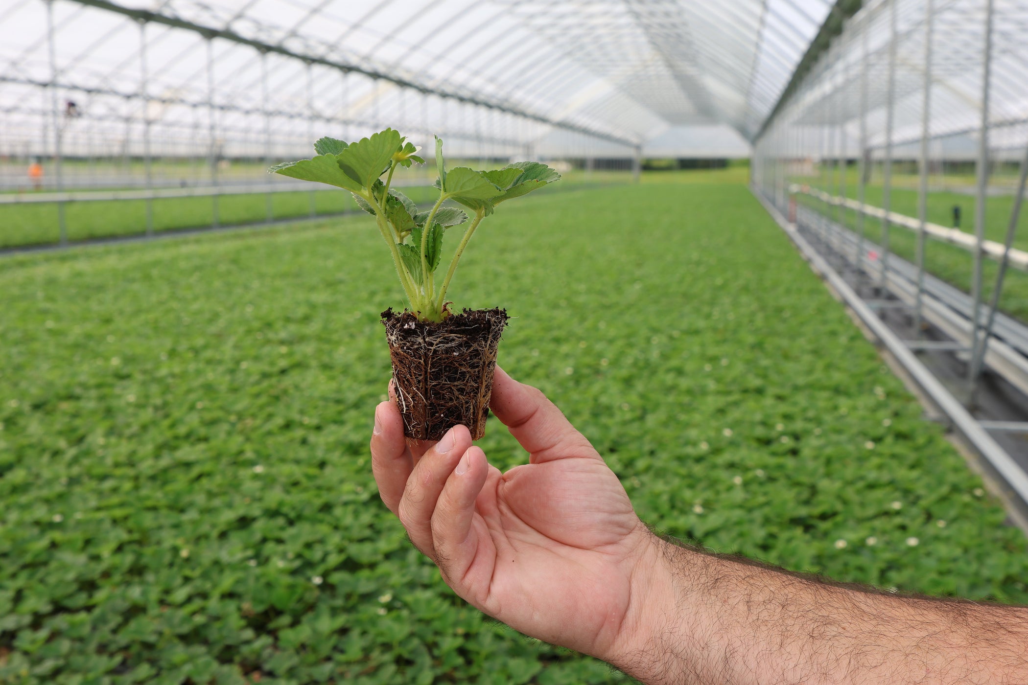 Plug into Success: Nourse Farms Strawberry Plug Plants