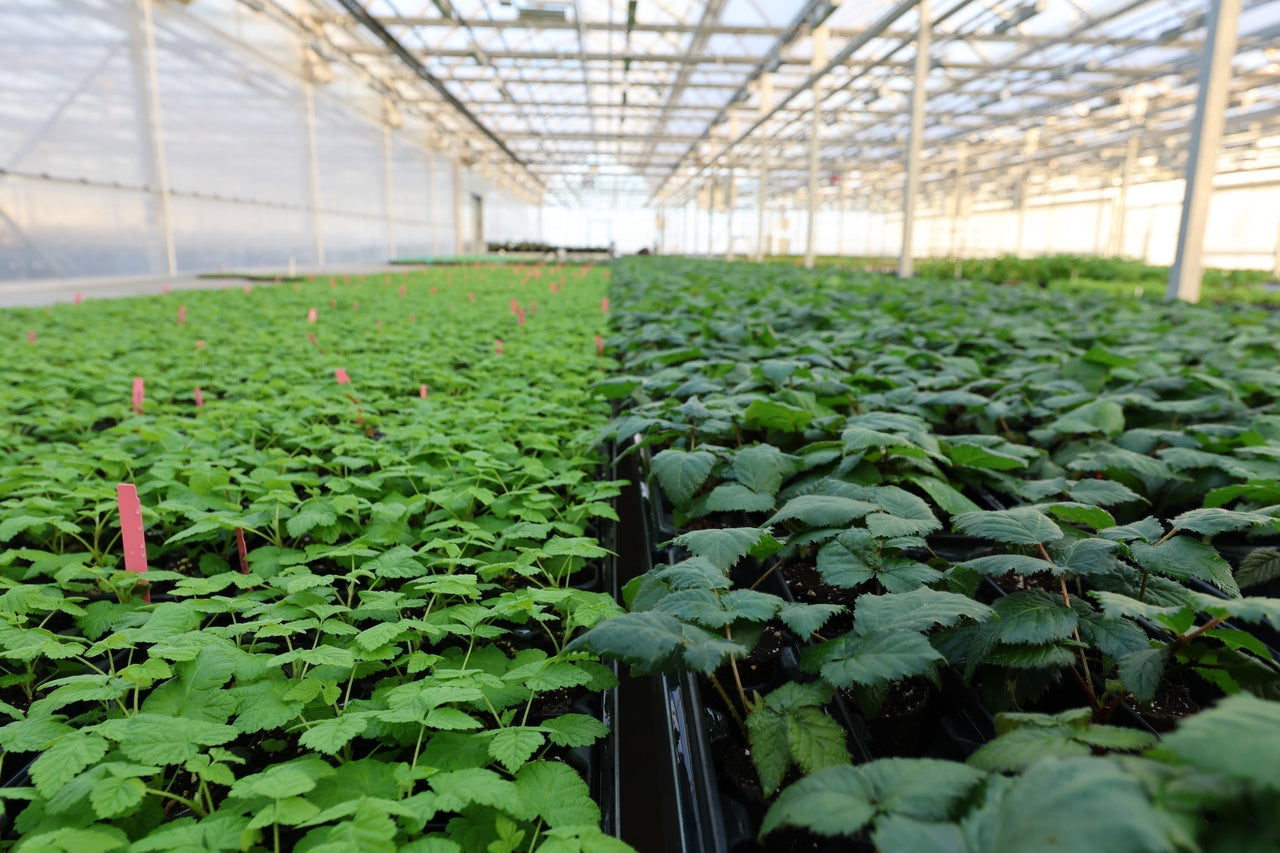 False Springs – Nourse Farms