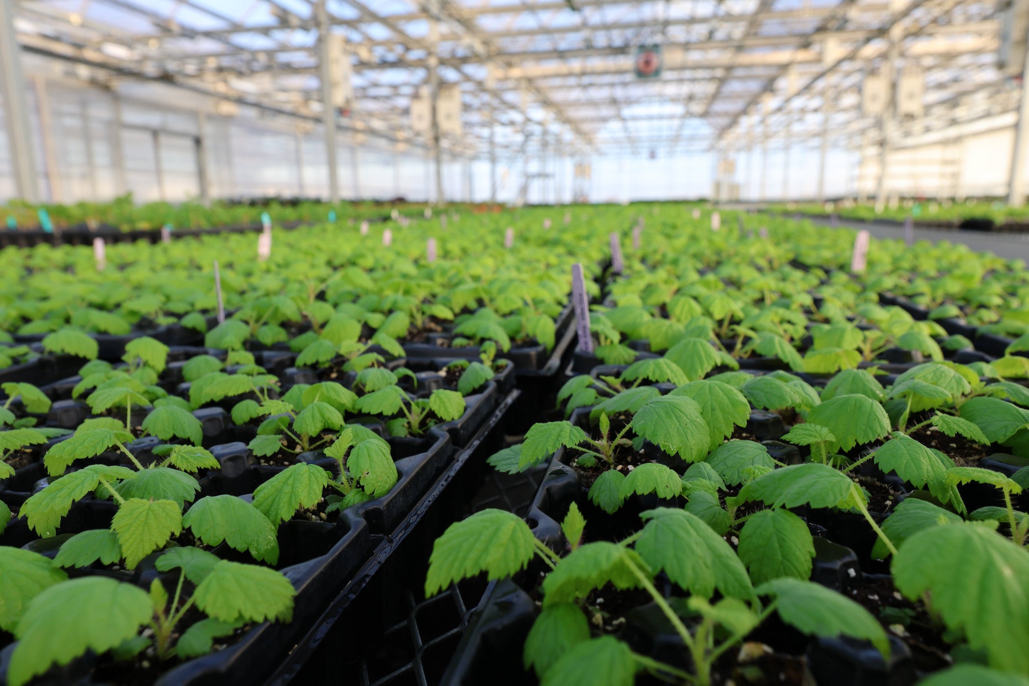 How is Nourse Farms Improving Sustainability in 2026?