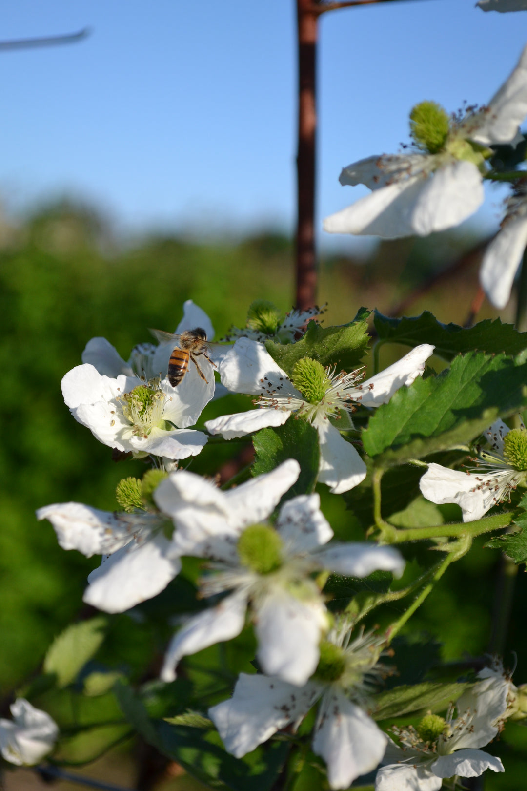 Pollination 101 – Nourse Farms