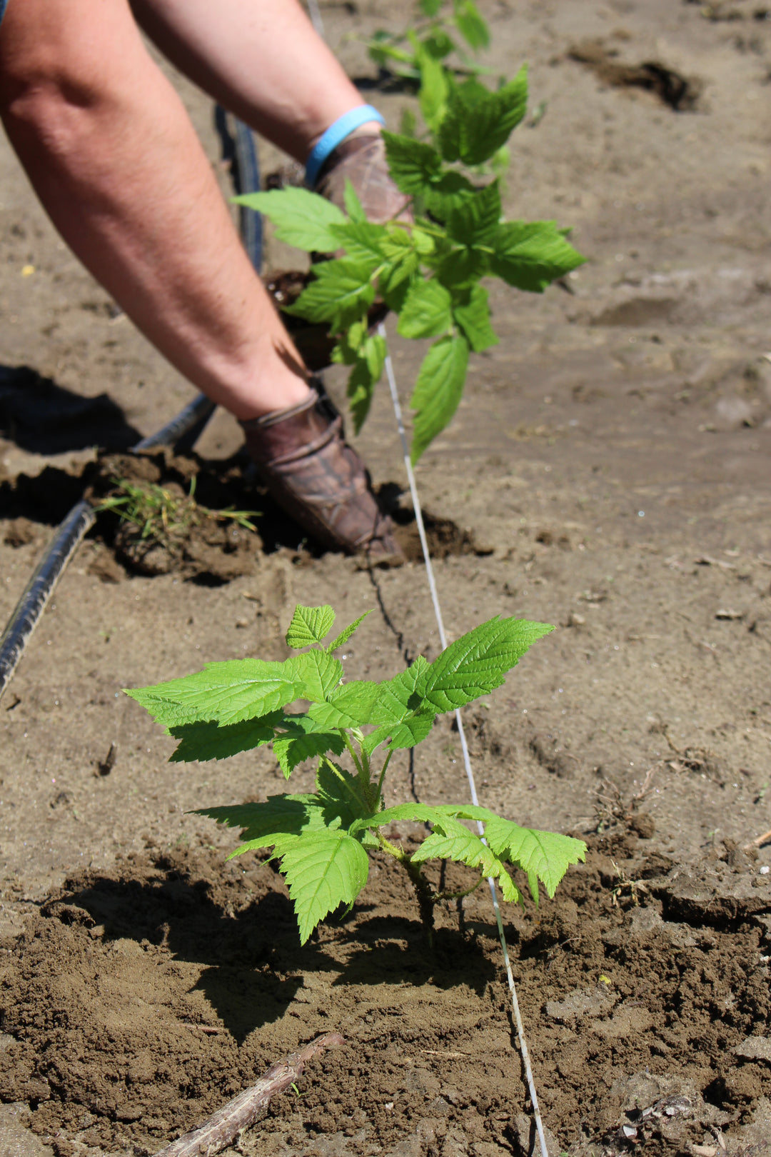 What to Expect After Planting – Nourse Farms