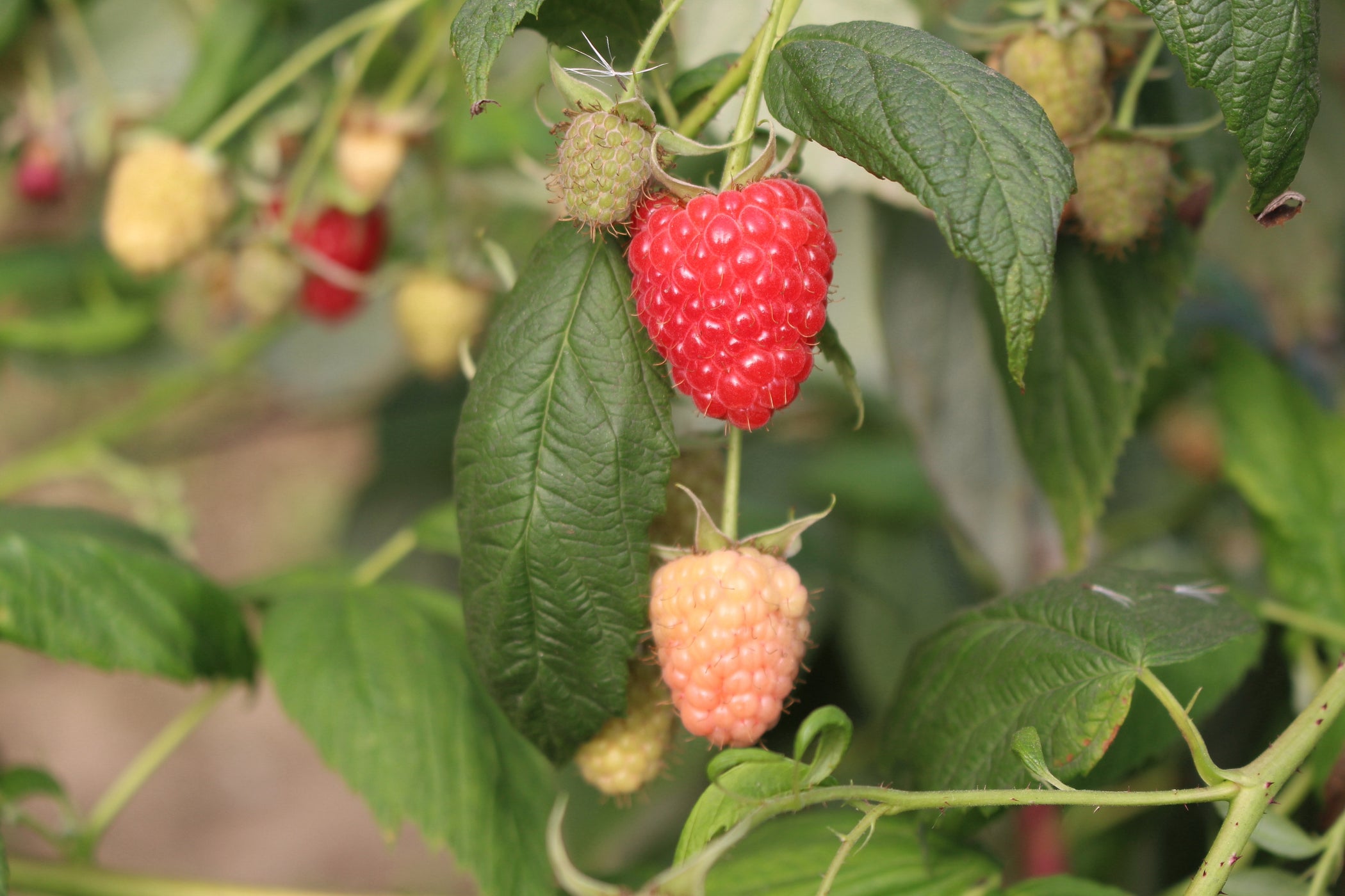 Mapema® – Nourse Farms