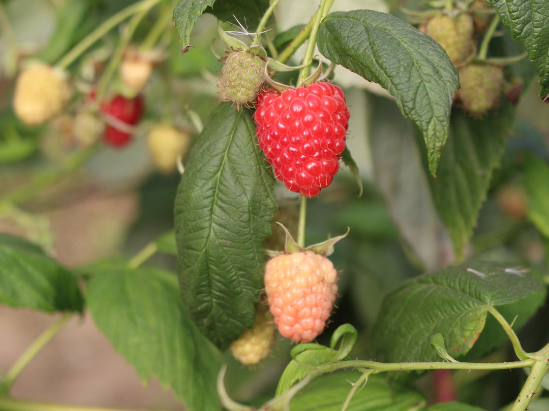 Advanced Berry Breeding – Nourse Farms