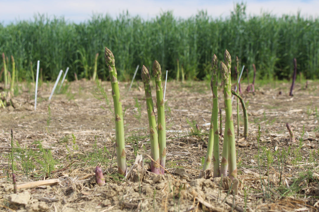 Growing Better, Together – Nourse Farms