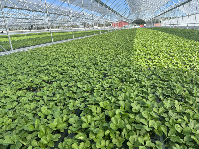 Nourse Farms Grows Differently, Mitigating Risks Through Smart Growing