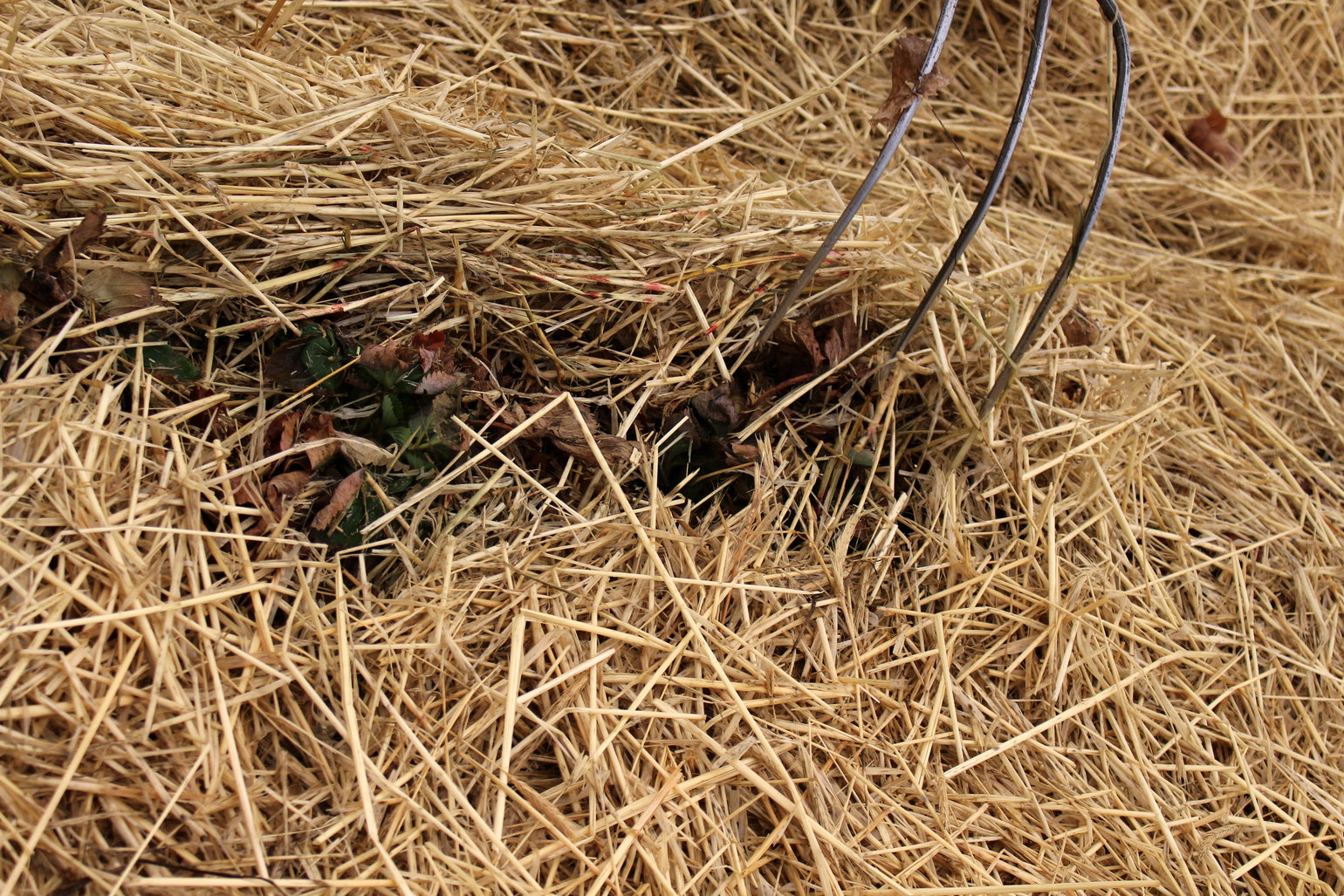 Is It Time for Your Straw to Skedaddle? – Nourse Farms