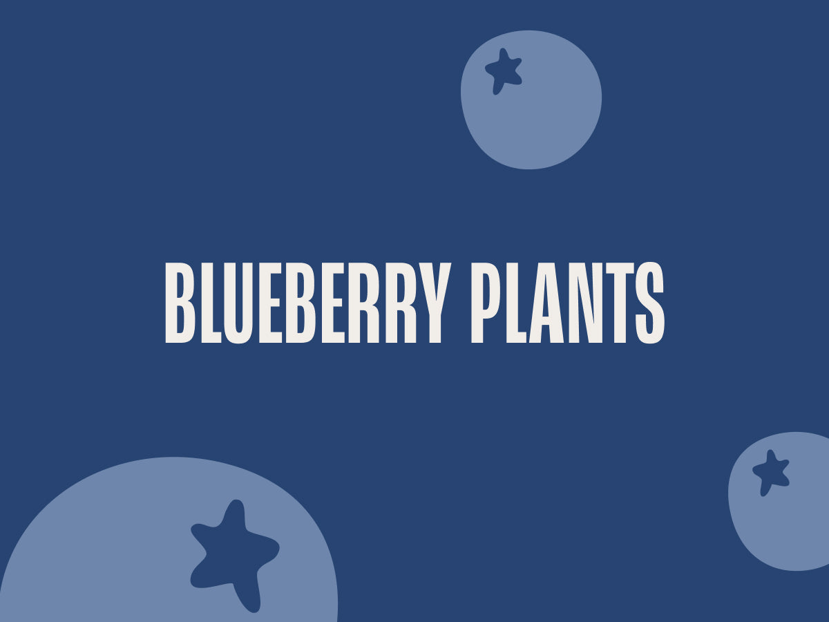 Blueberry Plants – Nourse Farms