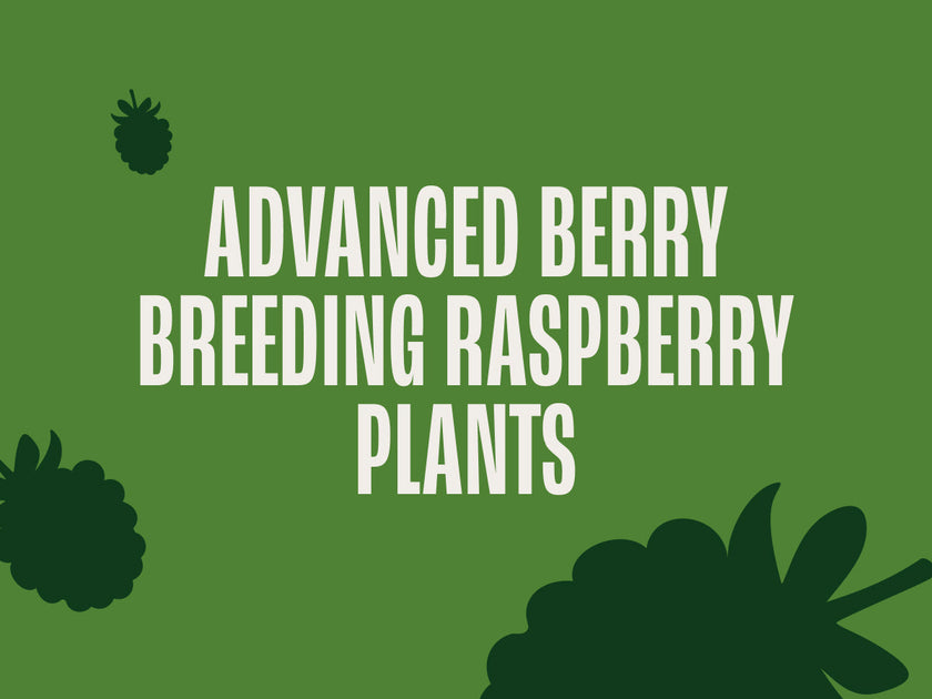 Collections – Nourse Farms