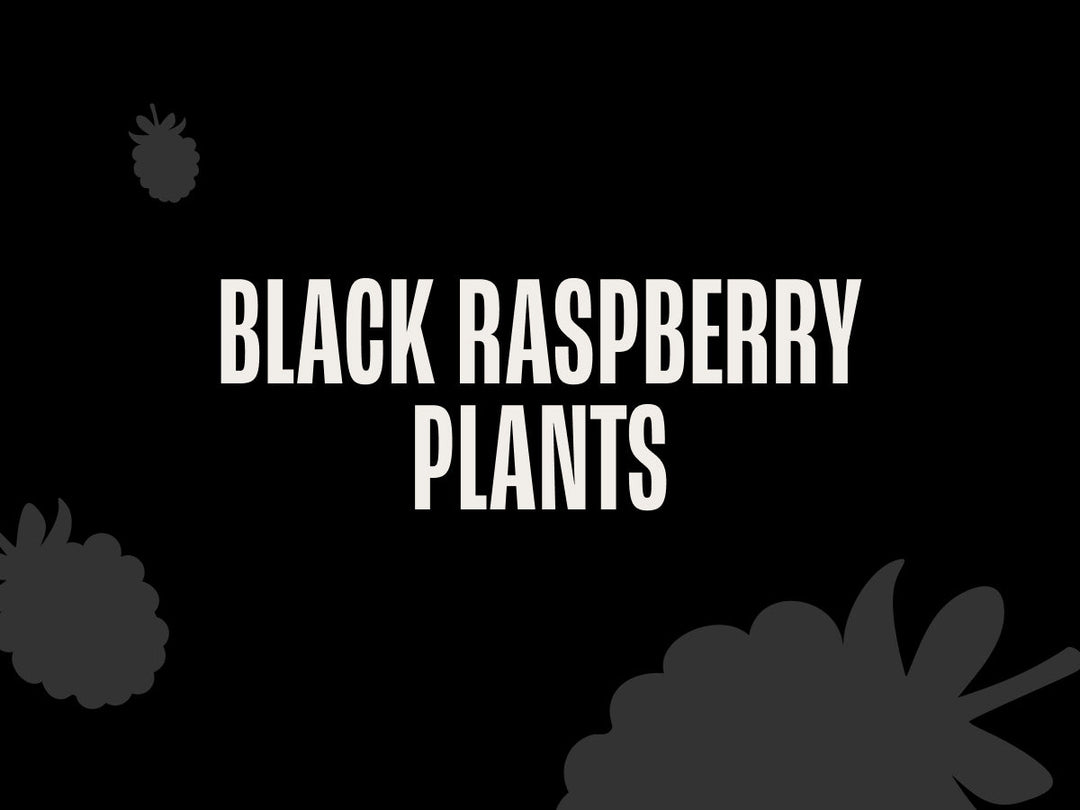 Collections – Nourse Farms