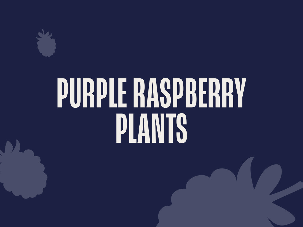 Purple Raspberry Plants – Nourse Farms