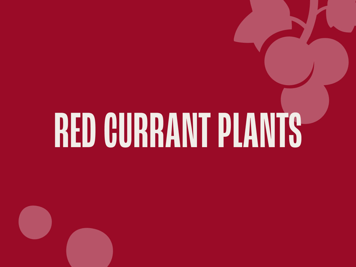 Red Currant Plants – Nourse Farms