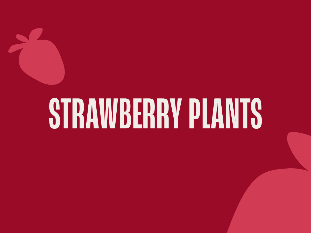 Strawberry Plants – Nourse Farms