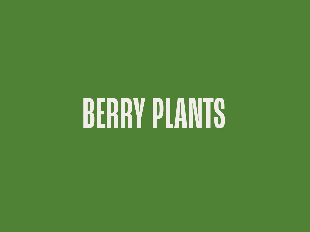 Berry Plants – Nourse Farms