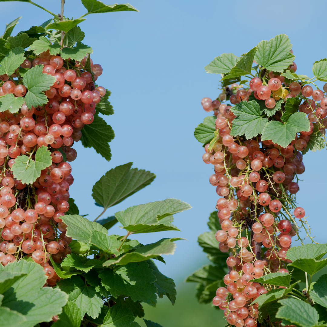 Pink Champagne Currant – Nourse Farms