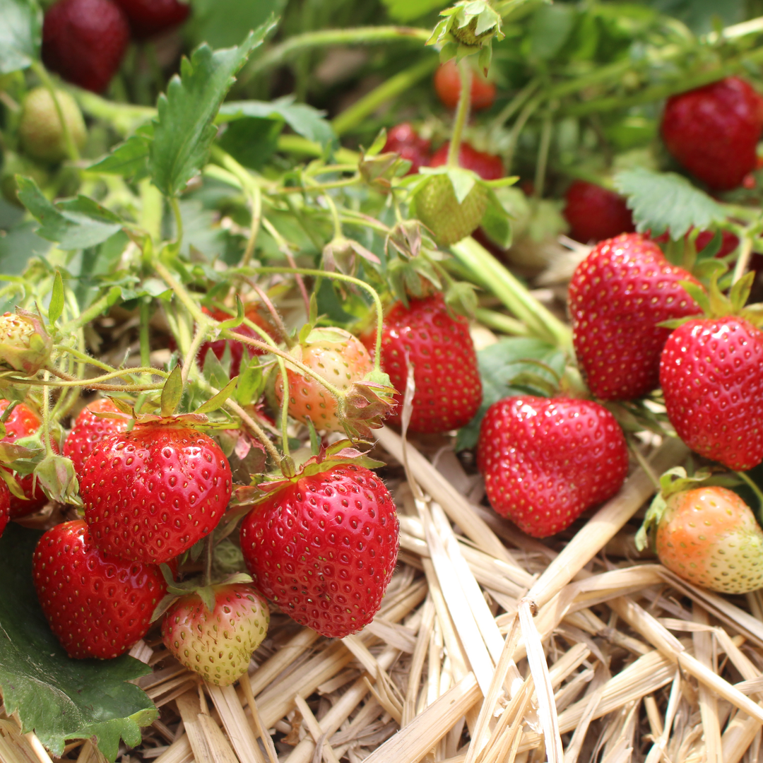 AC Wendy Strawberry Plant – Nourse Farms