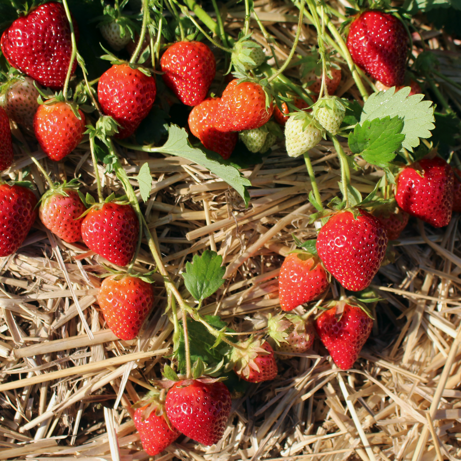 Allstar Strawberry Plant – Nourse Farms