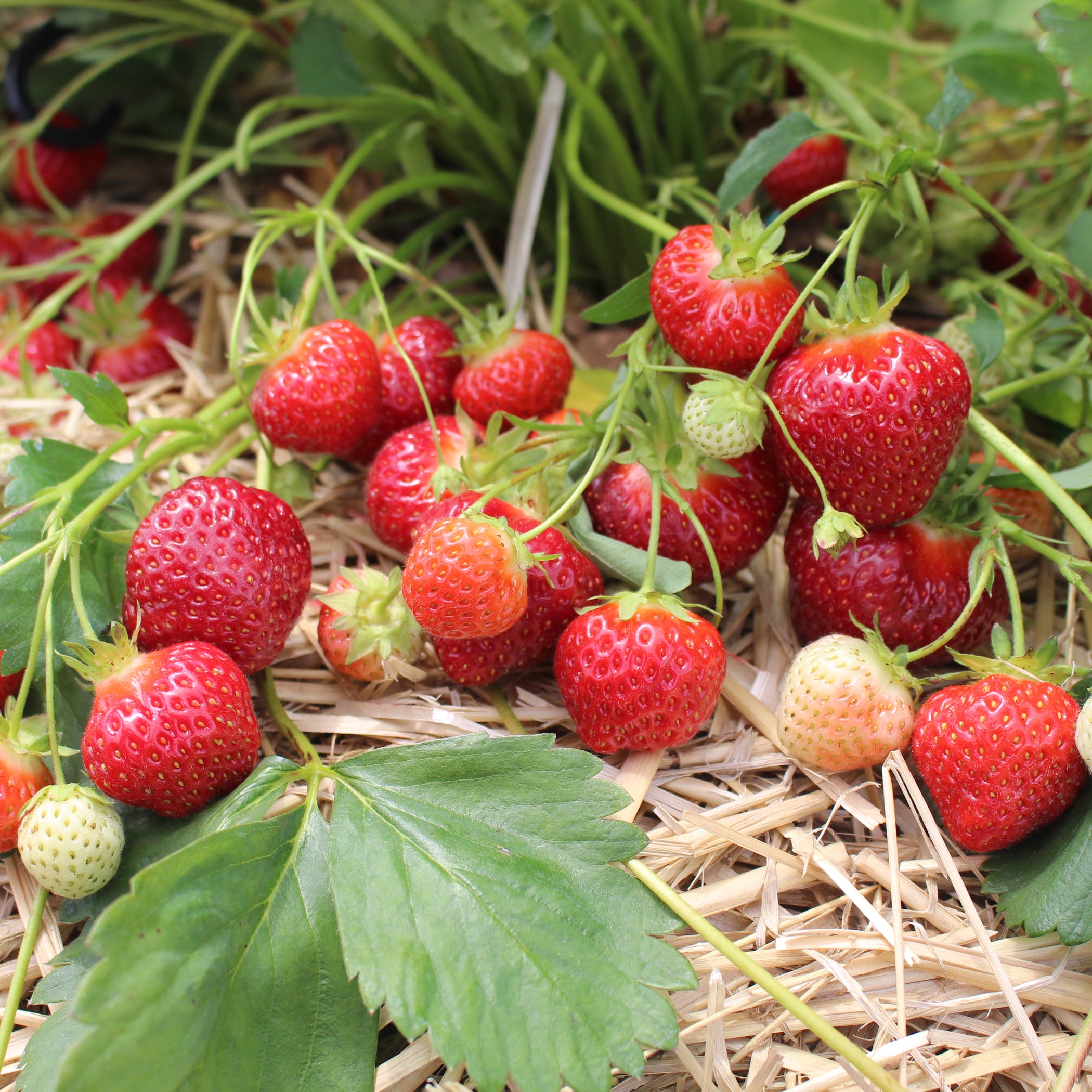 Annapolis Strawberry Plant – Nourse Farms