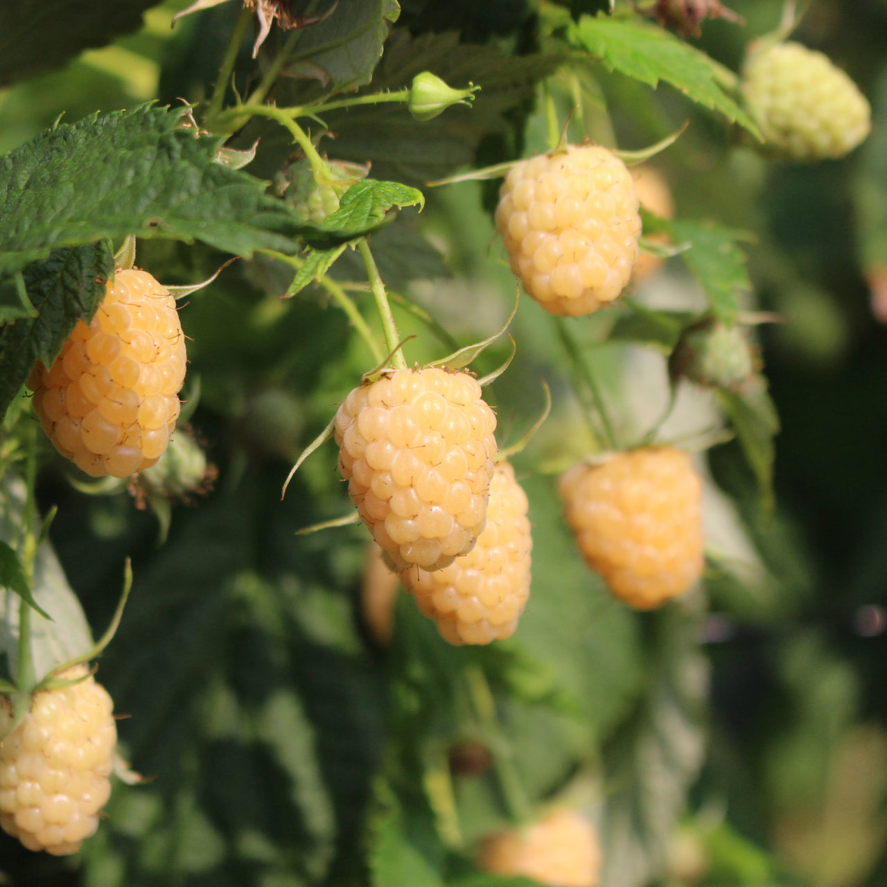 Anne Raspberry Plant – Nourse Farms