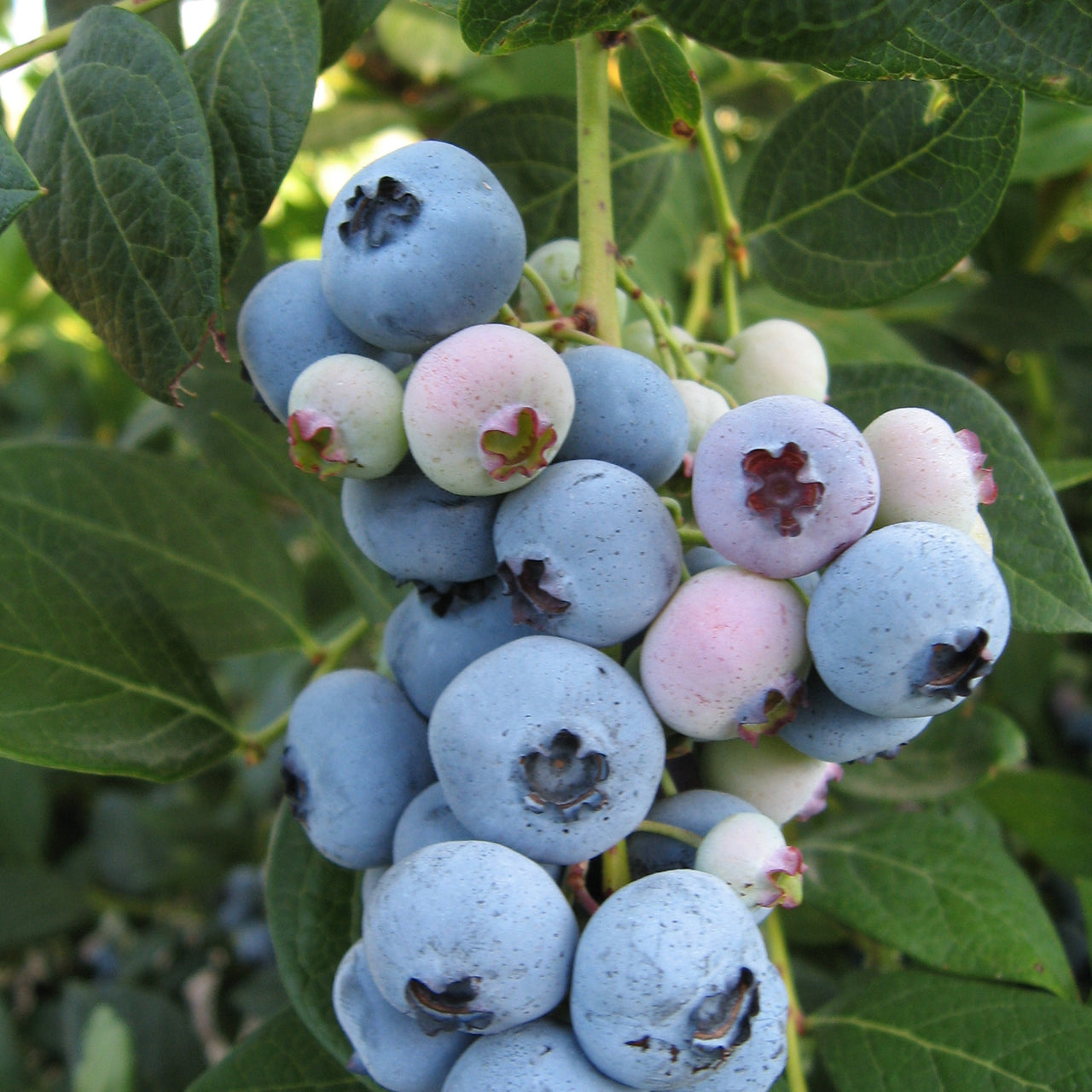 Aurora Blueberry – Nourse Farms