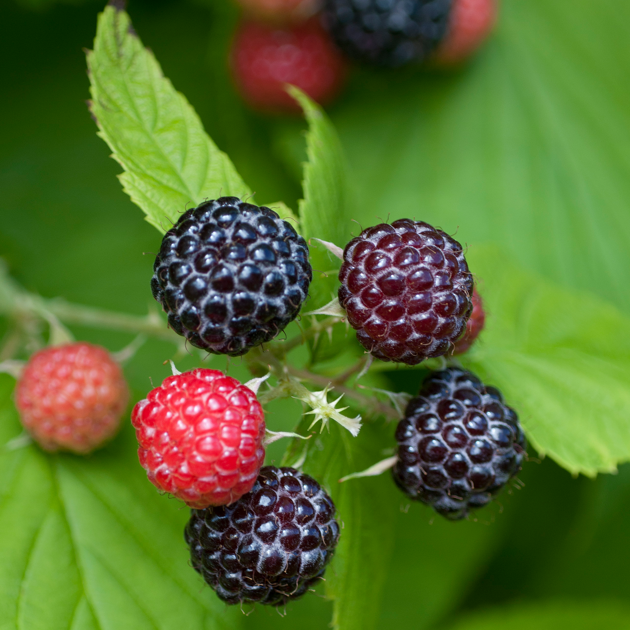 Bristol Raspberry Plant – Nourse Farms