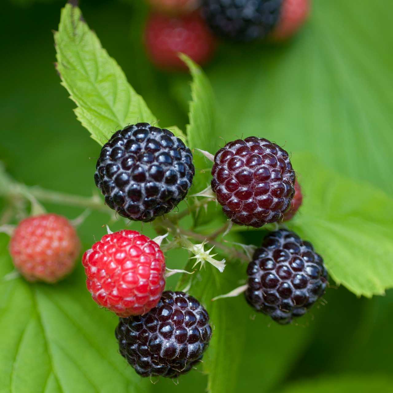 Jewel Raspberry Plant_OFF – Nourse Farms