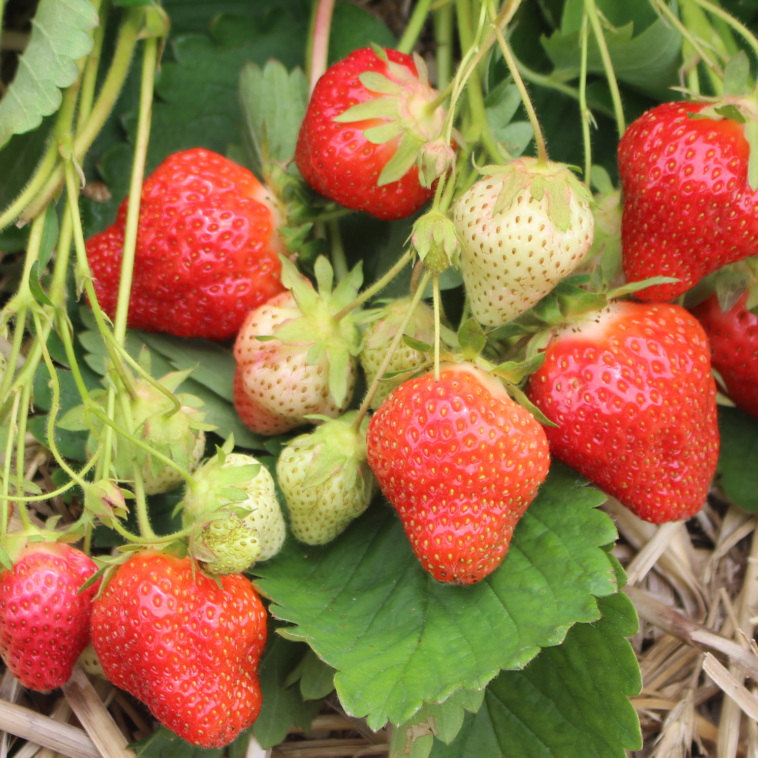 Cabot Strawberry Plant – Nourse Farms