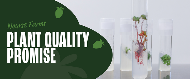 Our Plant Quality Promise – Nourse Farms