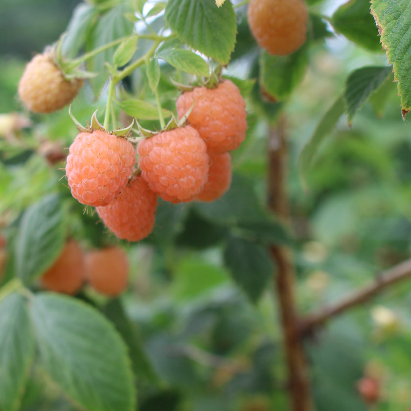 Double Gold Raspberry Plant – Nourse Farms