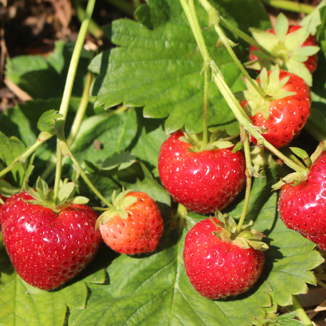 Evie 2 Strawberry Plant Nourse Farms