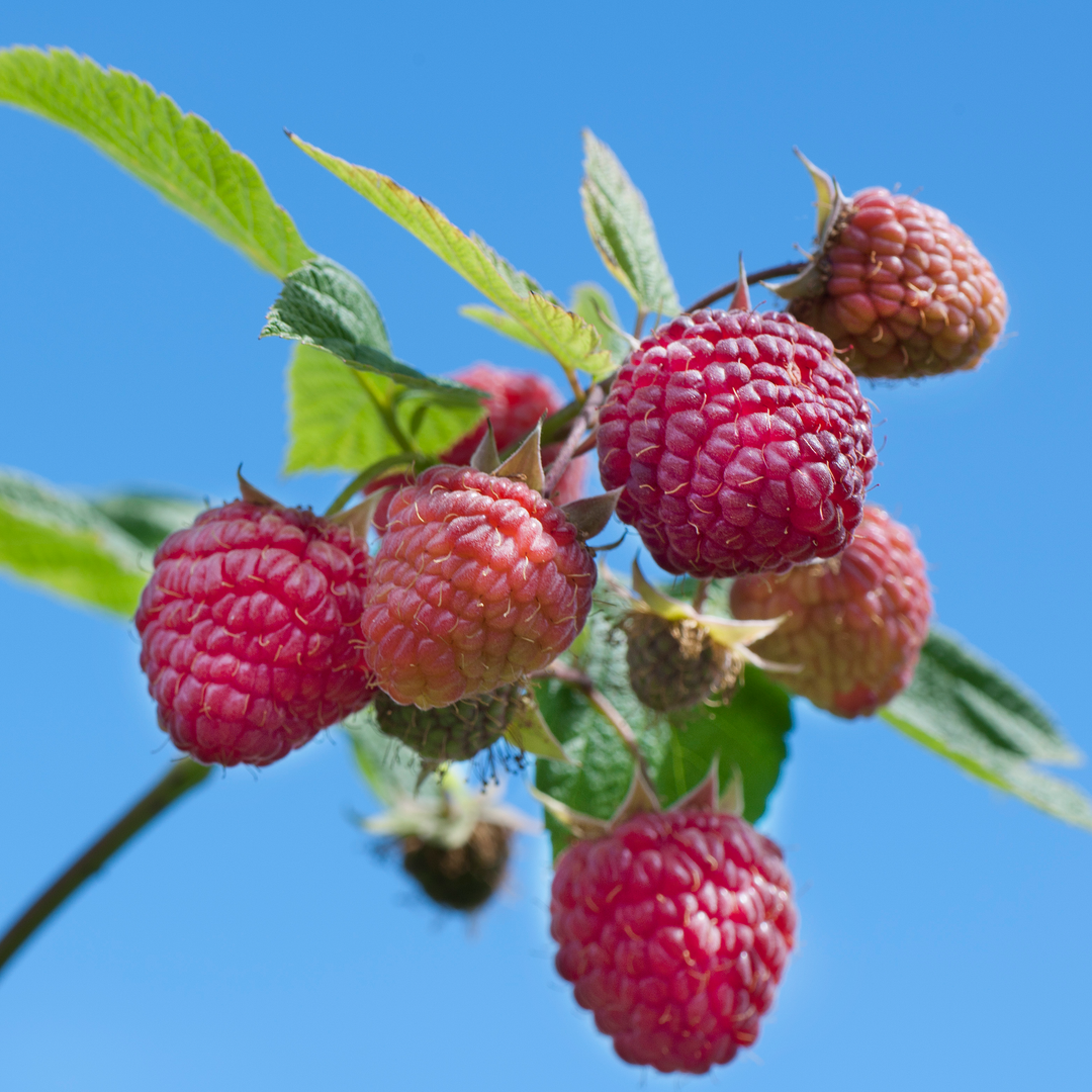 Heritage Raspberry Plant – Nourse Farms