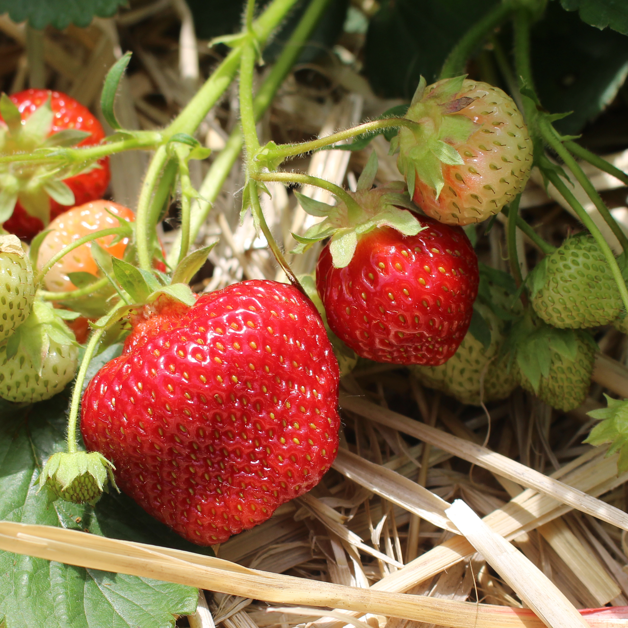 Honeoye Strawberry Plant – Nourse Farms