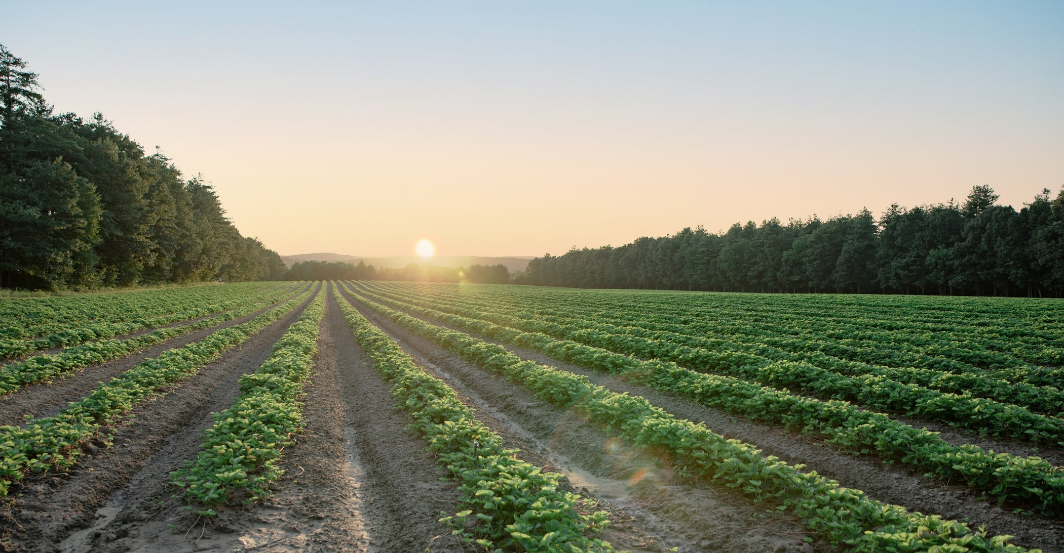 The Nourse Difference – Nourse Farms