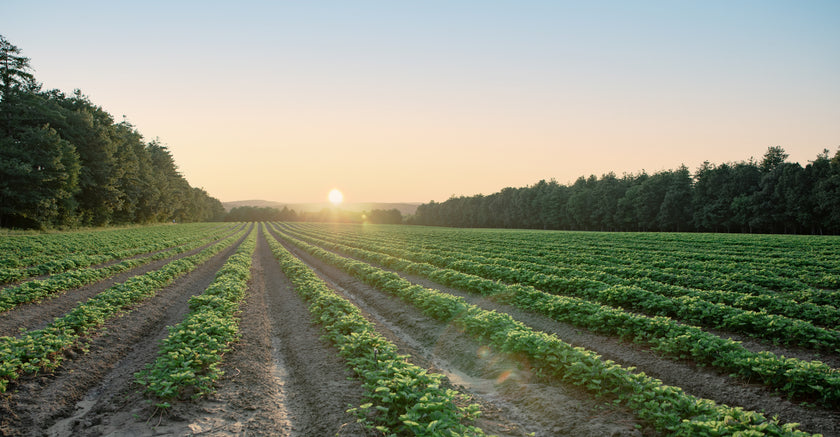 The Nourse Difference – Nourse Farms