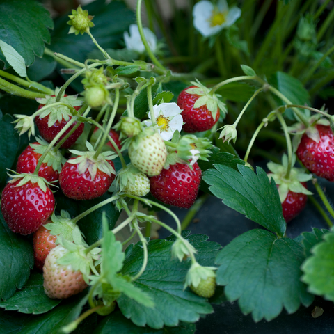 Mara Des Bois Strawberry Plant – Nourse Farms