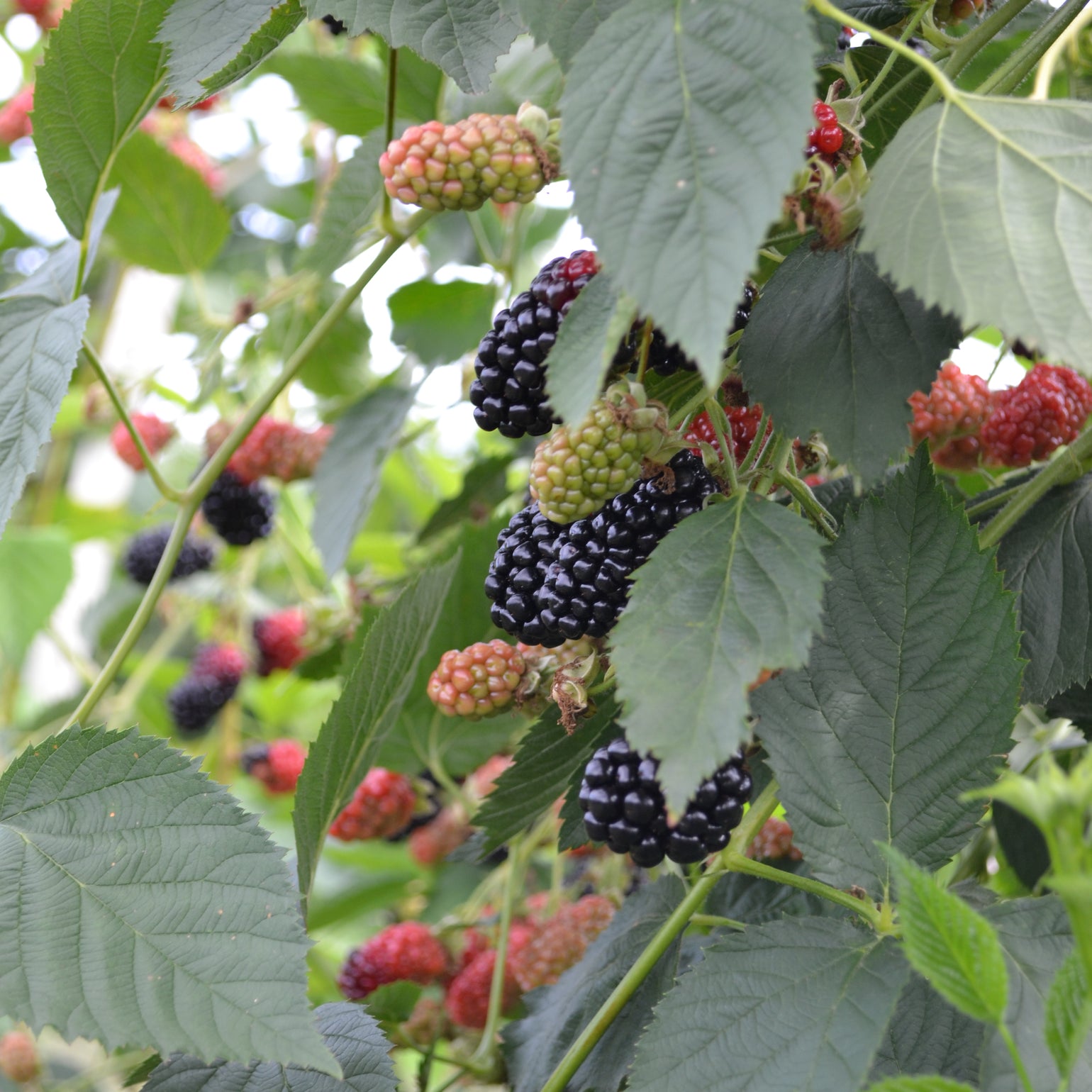 Natchez Raspberry Plant – Nourse Farms