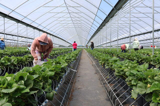Reseller Program – Nourse Farms