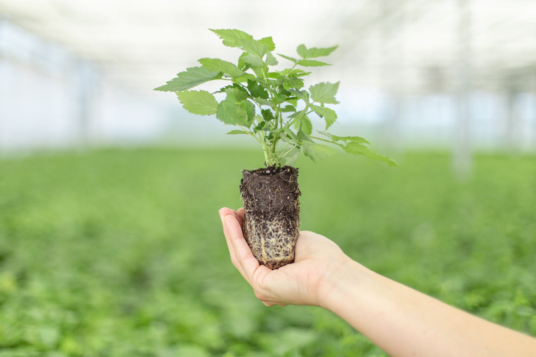 The Nourse Difference – Nourse Farms