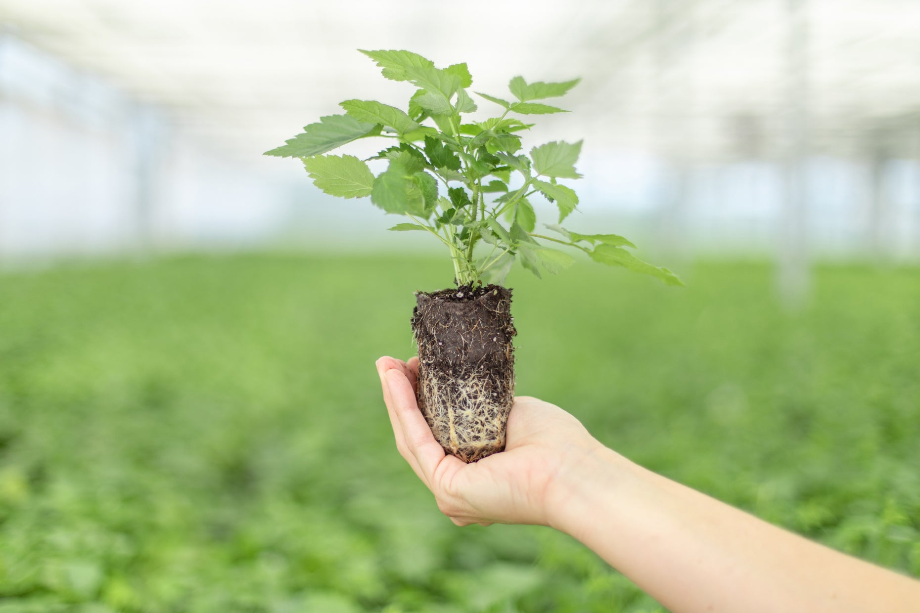 The Nourse Difference – Nourse Farms