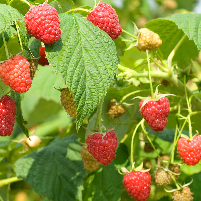 Polana Raspberry Plant – Nourse Farms