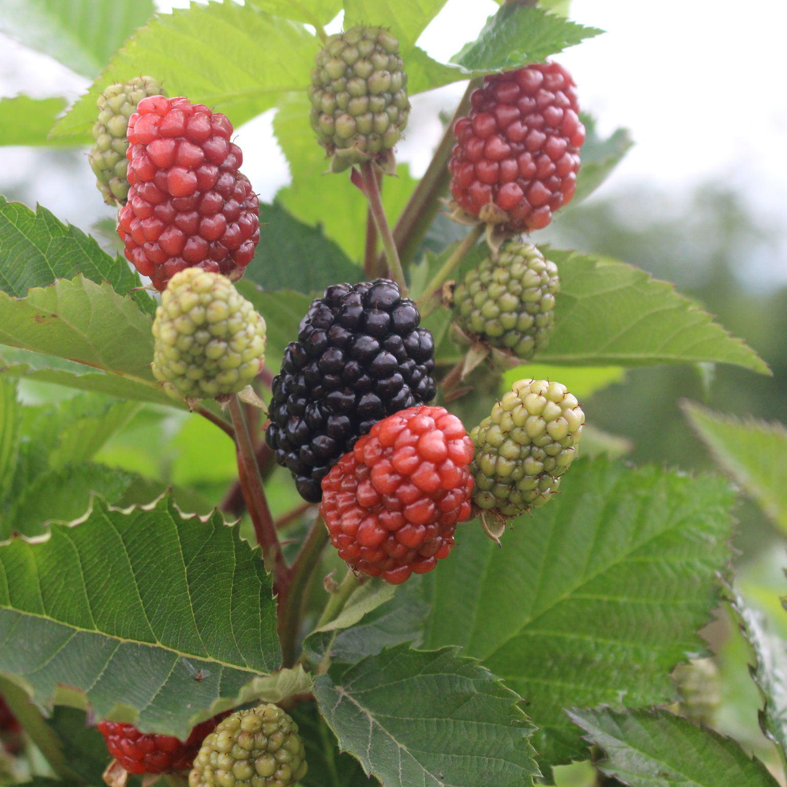 Prime Ark Freedom Blackberry Plant_tc_off – Nourse Farms