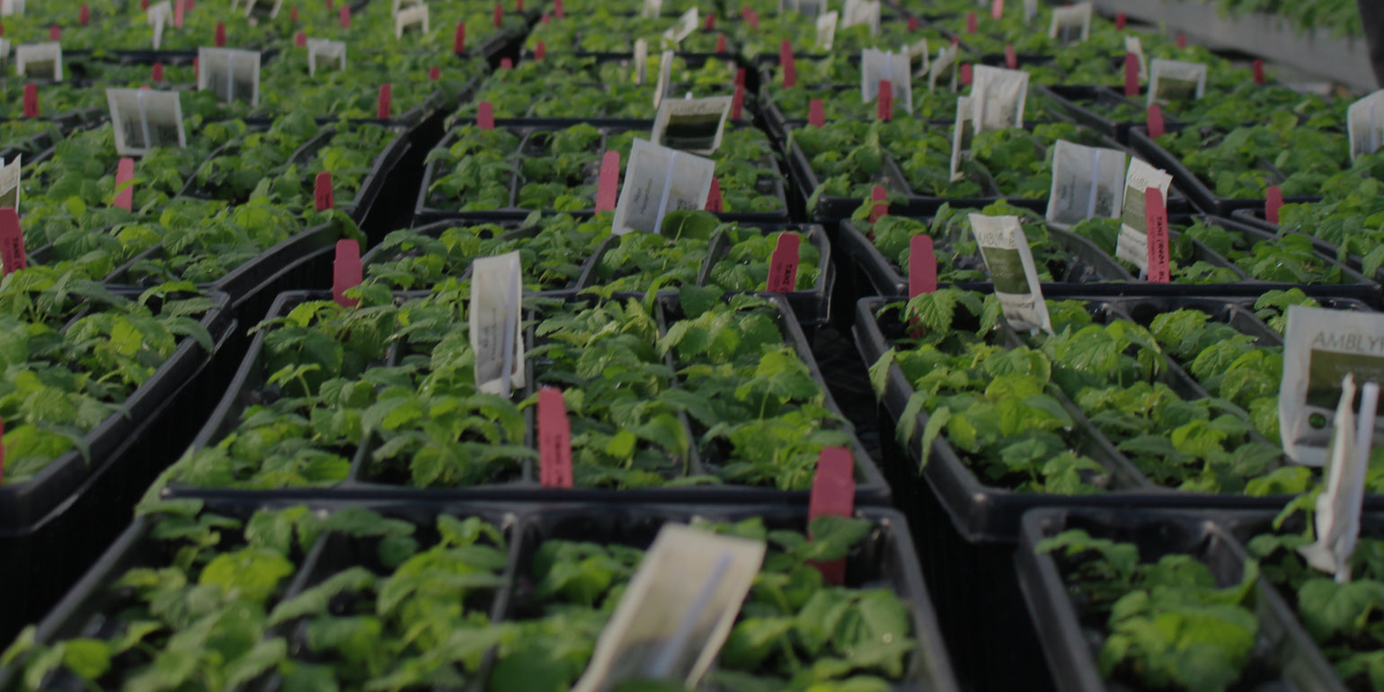 The Nourse Difference – Nourse Farms