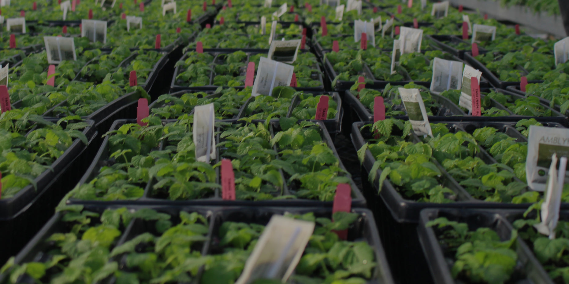 The Nourse Difference – Nourse Farms