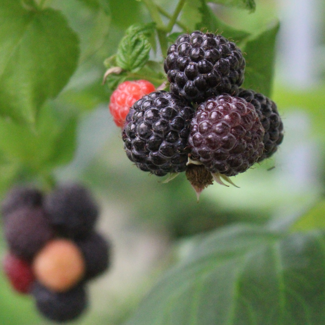 Tahi Black Raspberry – Nourse Farms